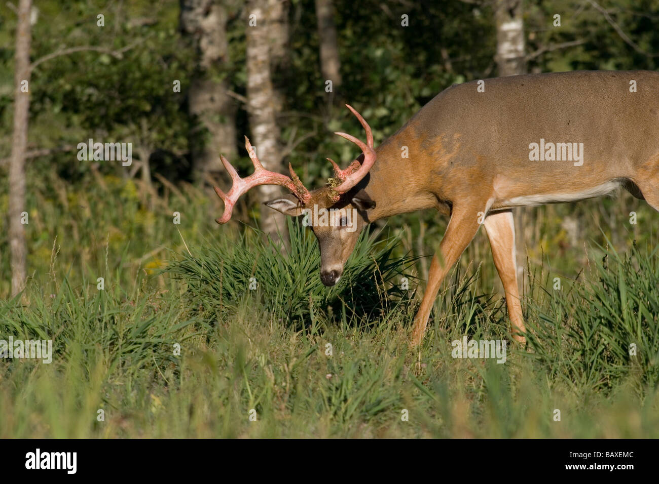 Whitetail deer buck shedding velvet hi-res stock photography and images ...