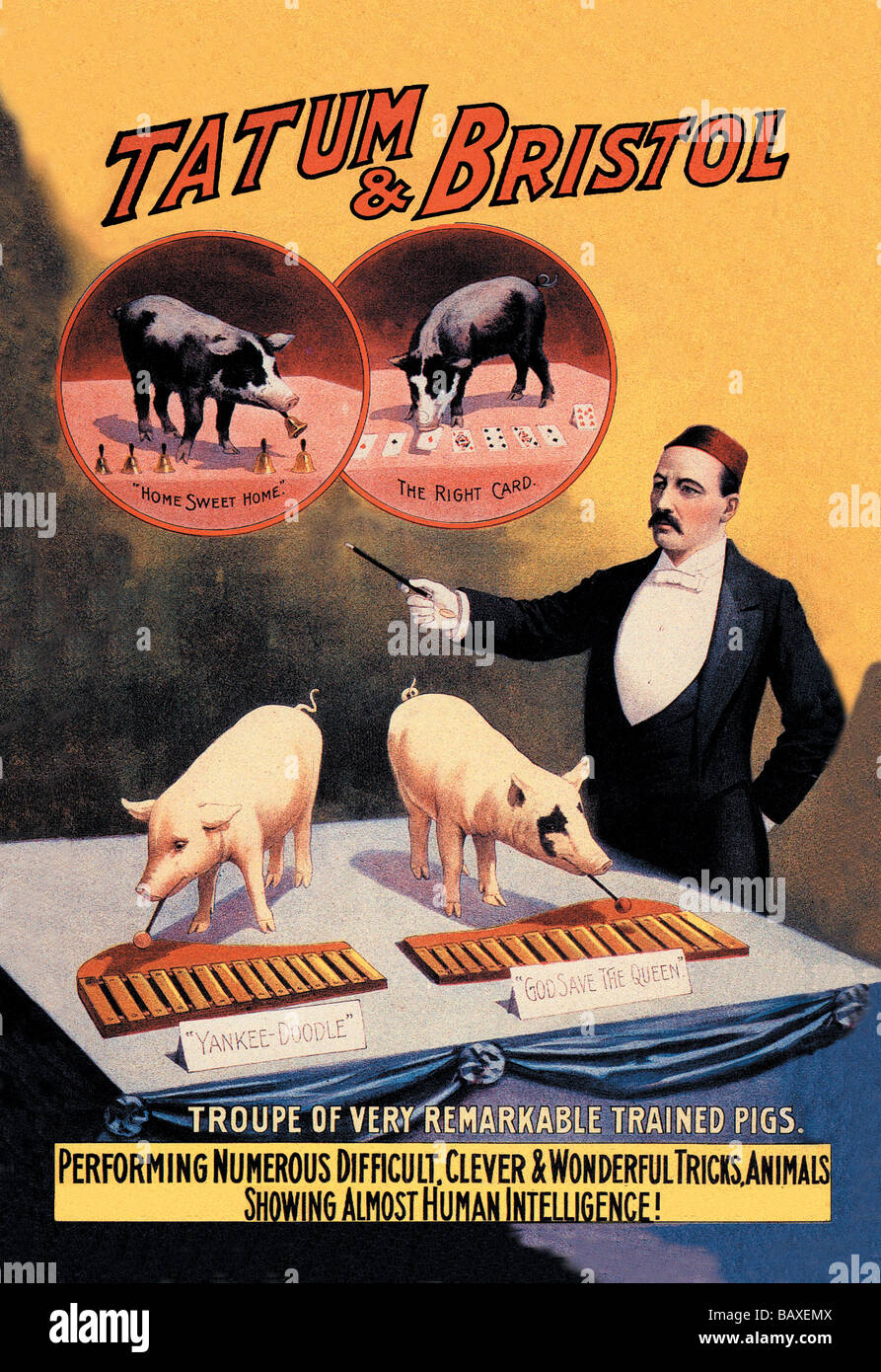 Trained pigs hi-res stock photography and images - Alamy