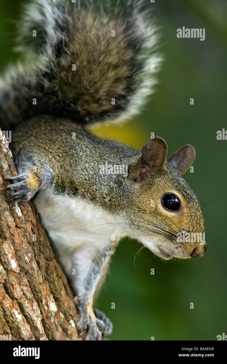 Squirrel - Jekyll Island, Georgia Stock Photo - Alamy