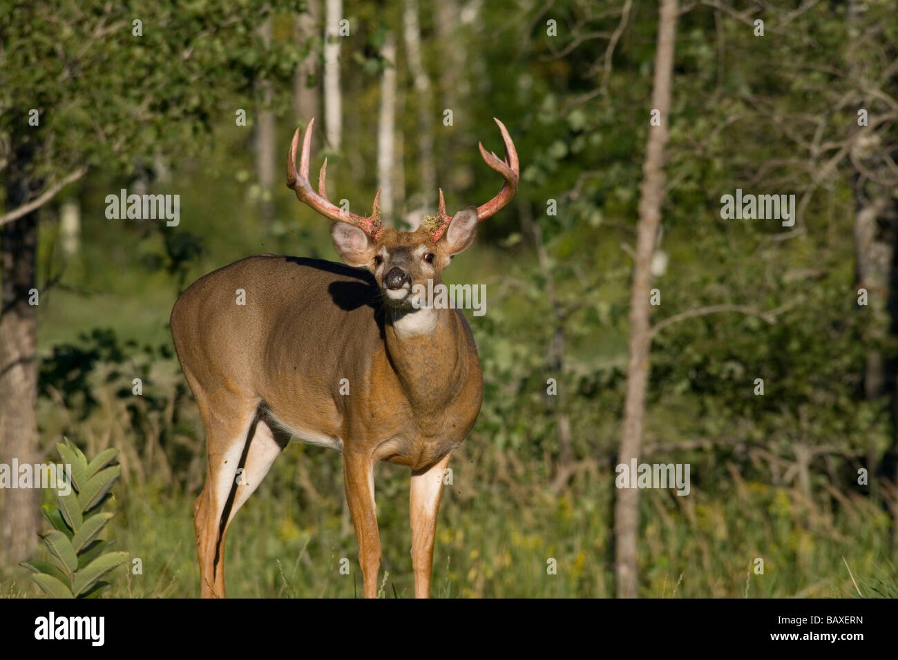 Whitetail deer buck shedding velvet hi-res stock photography and images ...