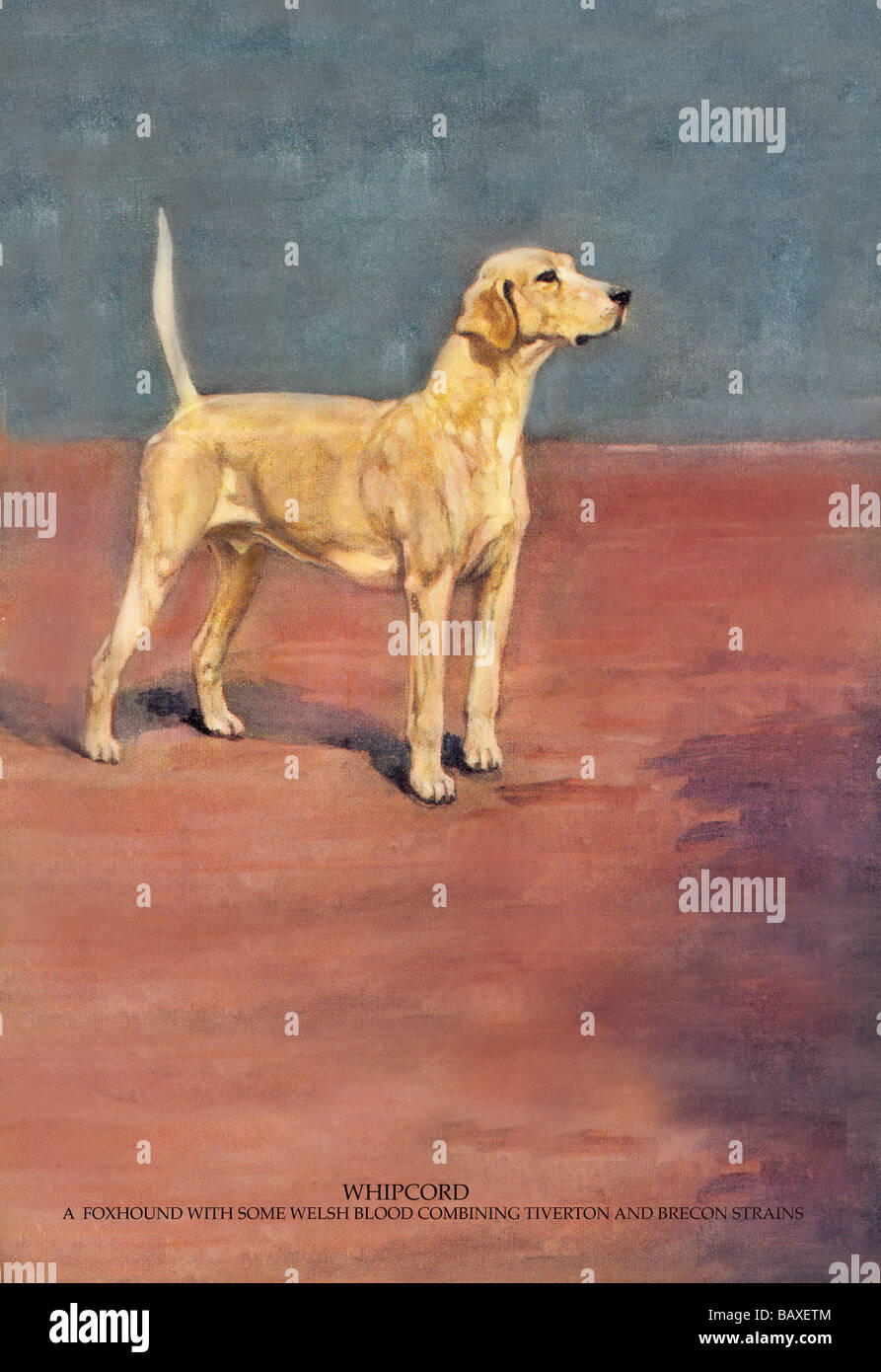 Whipcord hi-res stock photography and images - Alamy