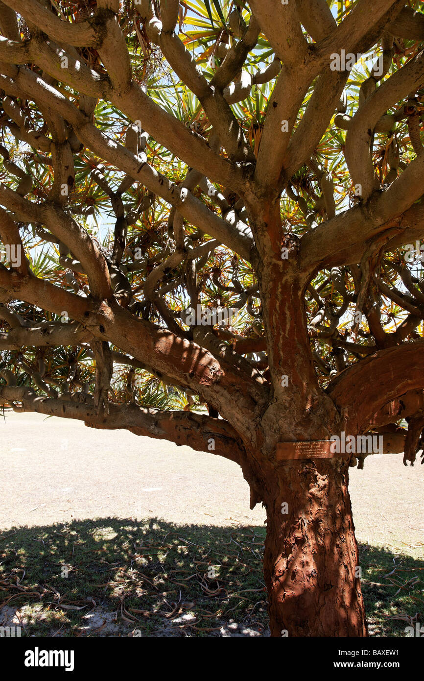 Dragon Tree or Drago is a subtropical Dragon Tree. This example is in ...