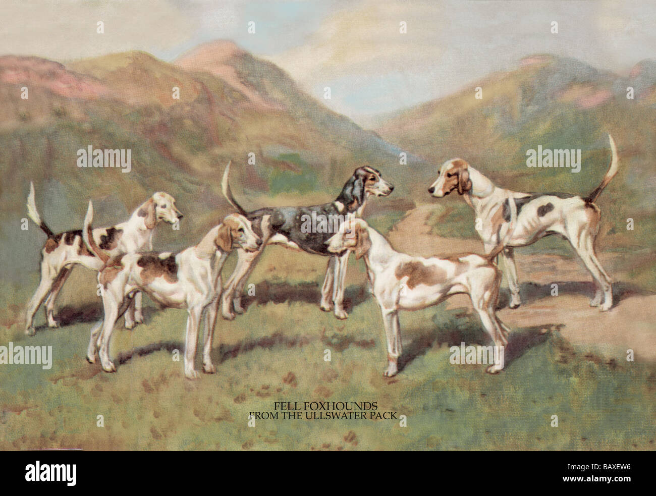 Fell hound hi-res stock photography and images - Alamy