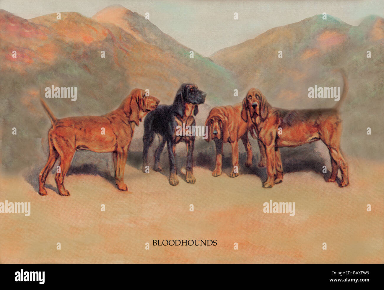 Working Bloodhounds High Resolution Stock Photography and Images - Alamy