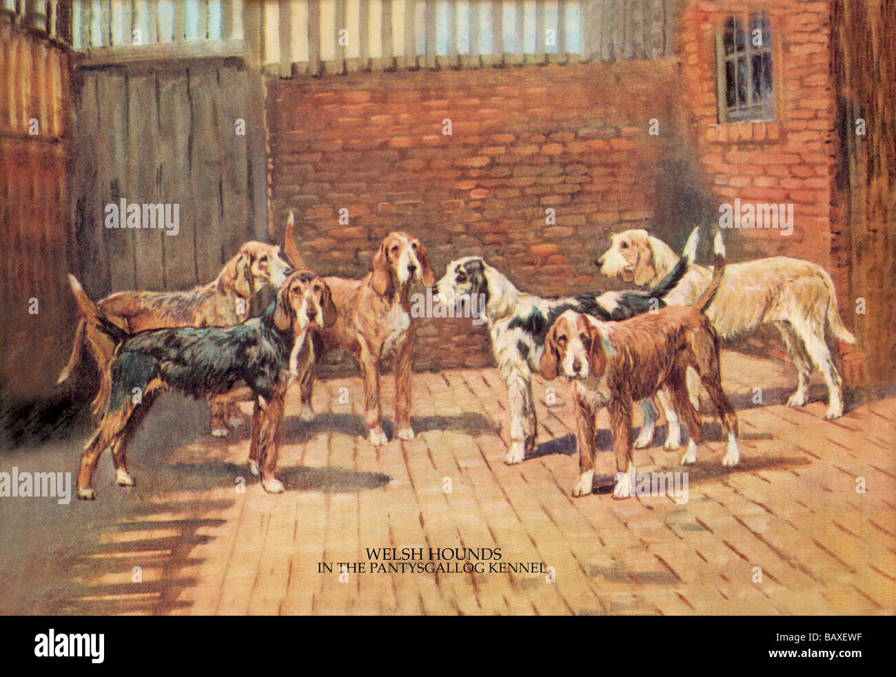Welsh hounds hi-res stock photography and images - Alamy