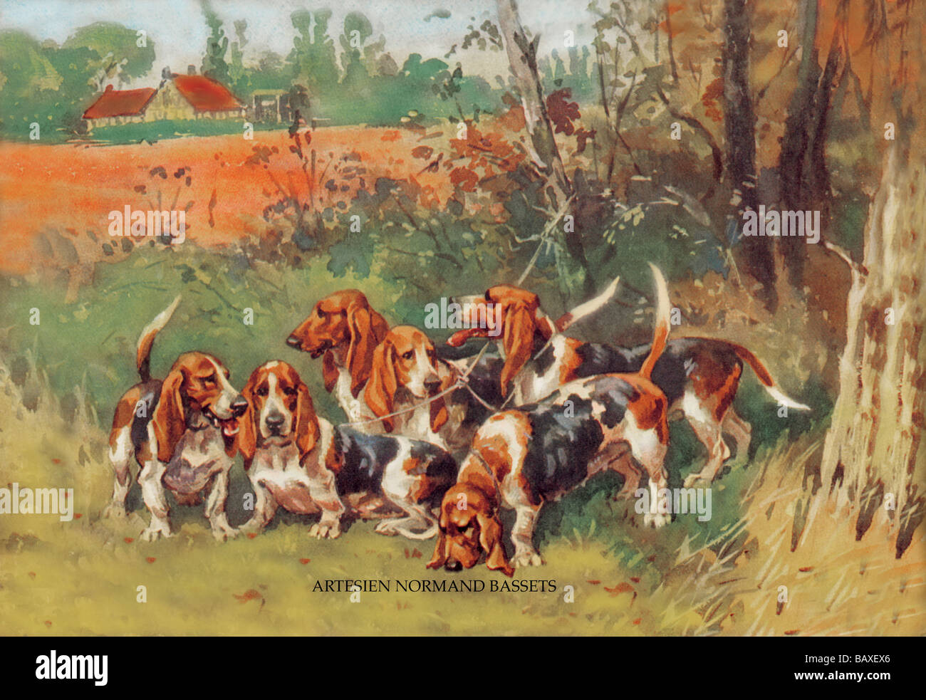 Artesien Normand Bassets Stock Photo - Alamy