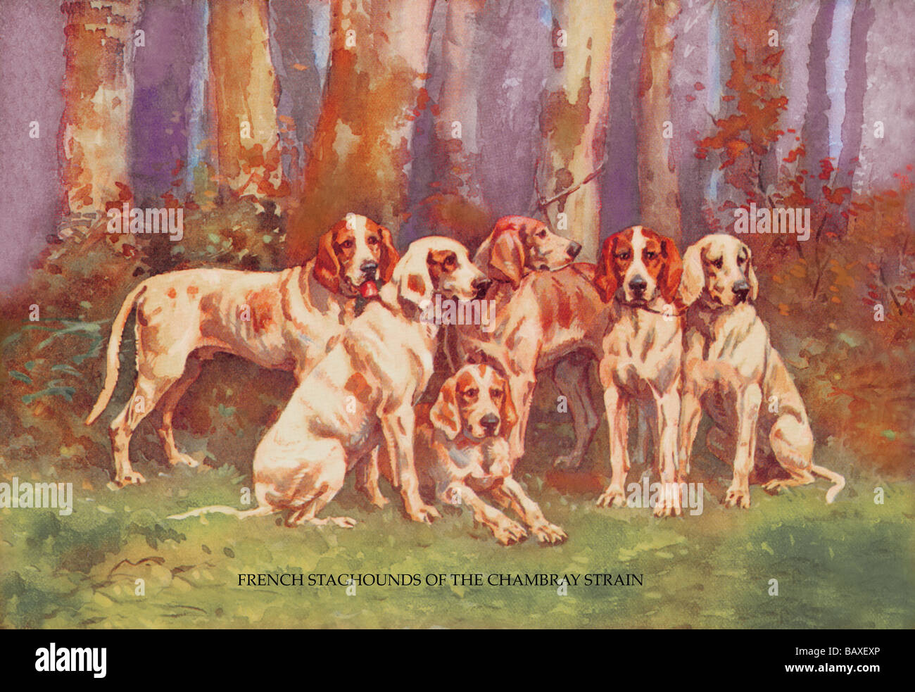 Staghounds hi-res stock photography and images - Alamy