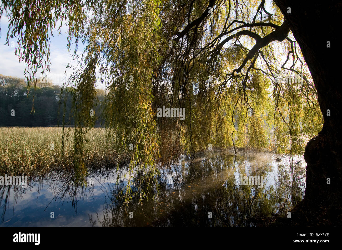 Willow tree lake hi-res stock photography and images - Alamy