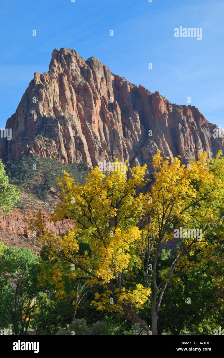 Fall foliage colors in Zion canyon national park along Zion and Mount ...