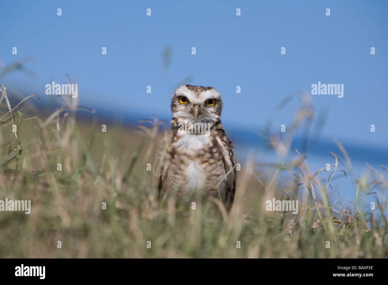 Owl in Brazil Stock Photo - Alamy