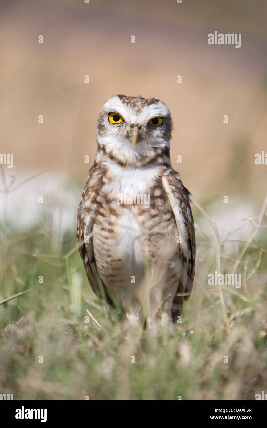 Owl in Brazil Stock Photo - Alamy