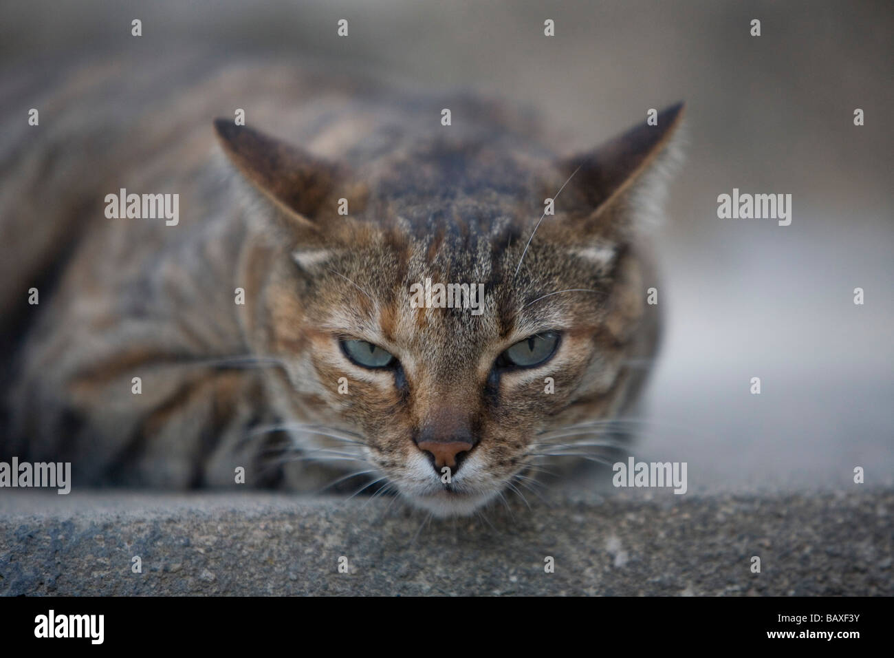 Cat in Brazil Stock Photo - Alamy