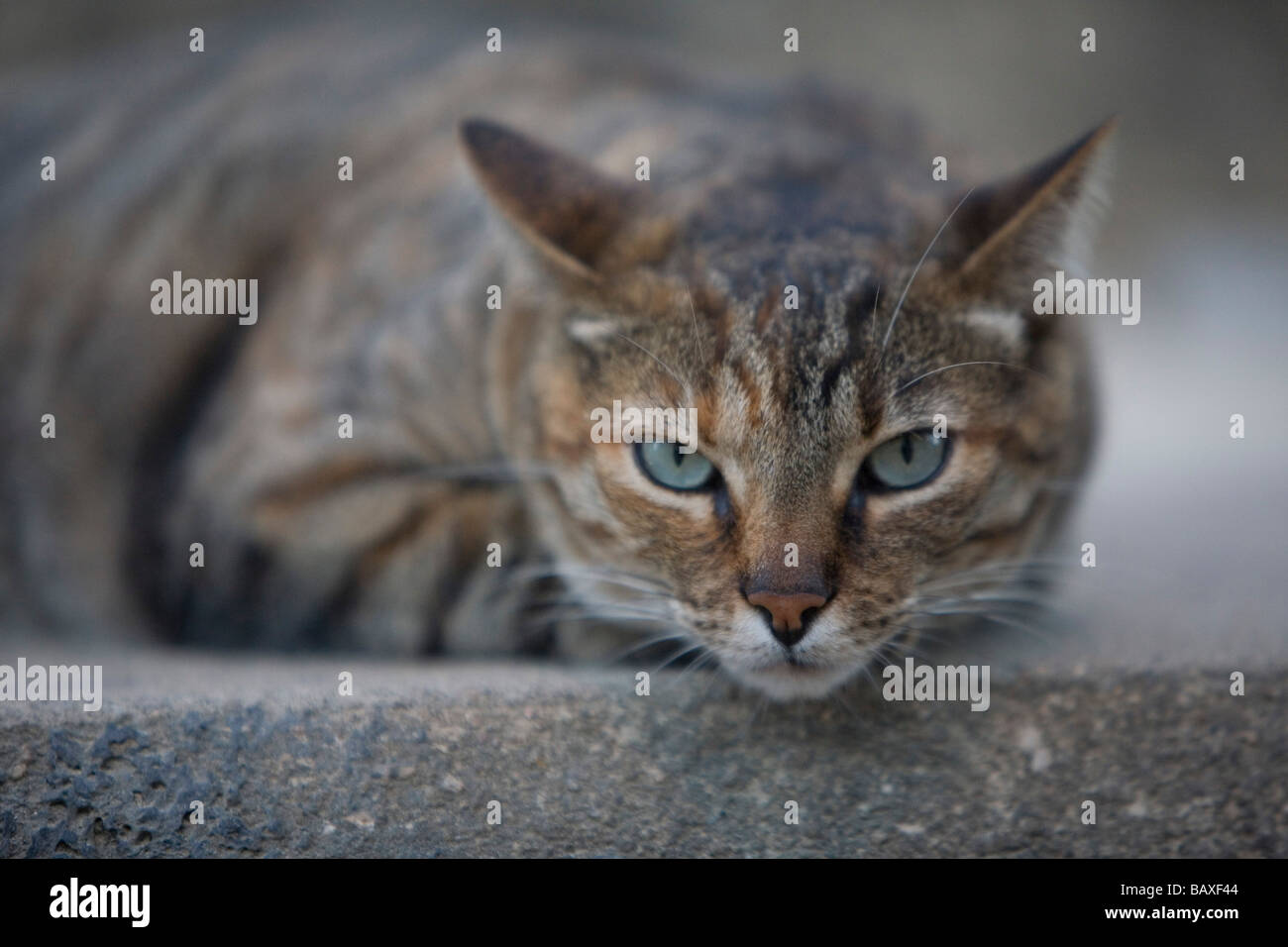 Cat in Brazil Stock Photo - Alamy