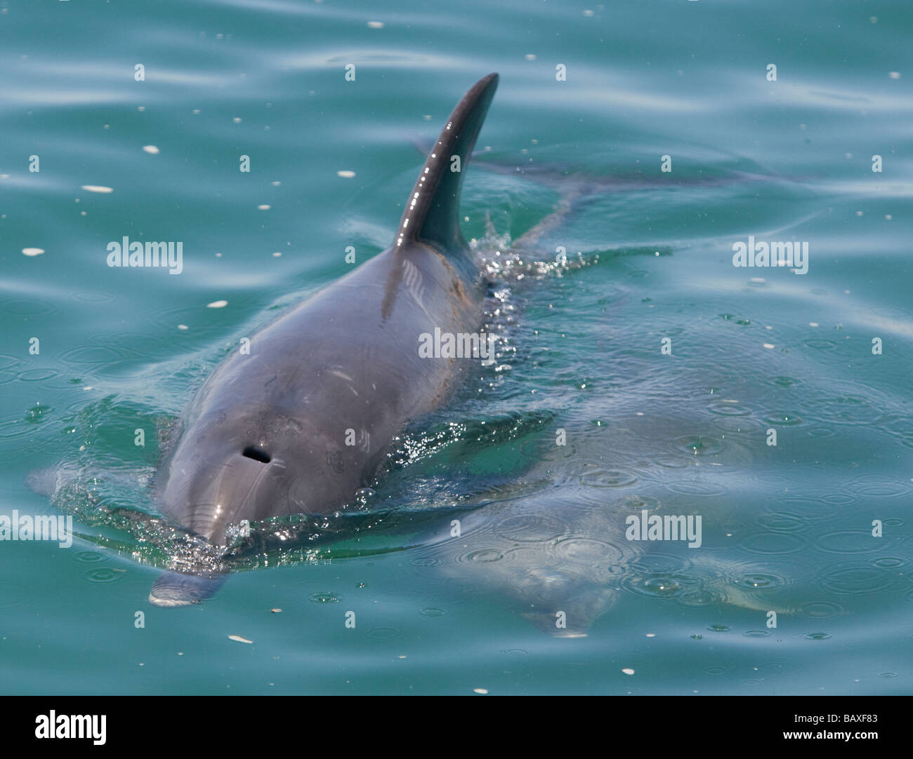Pair of cheeky dolphins surface near Bunbury WA Stock Photo - Alamy