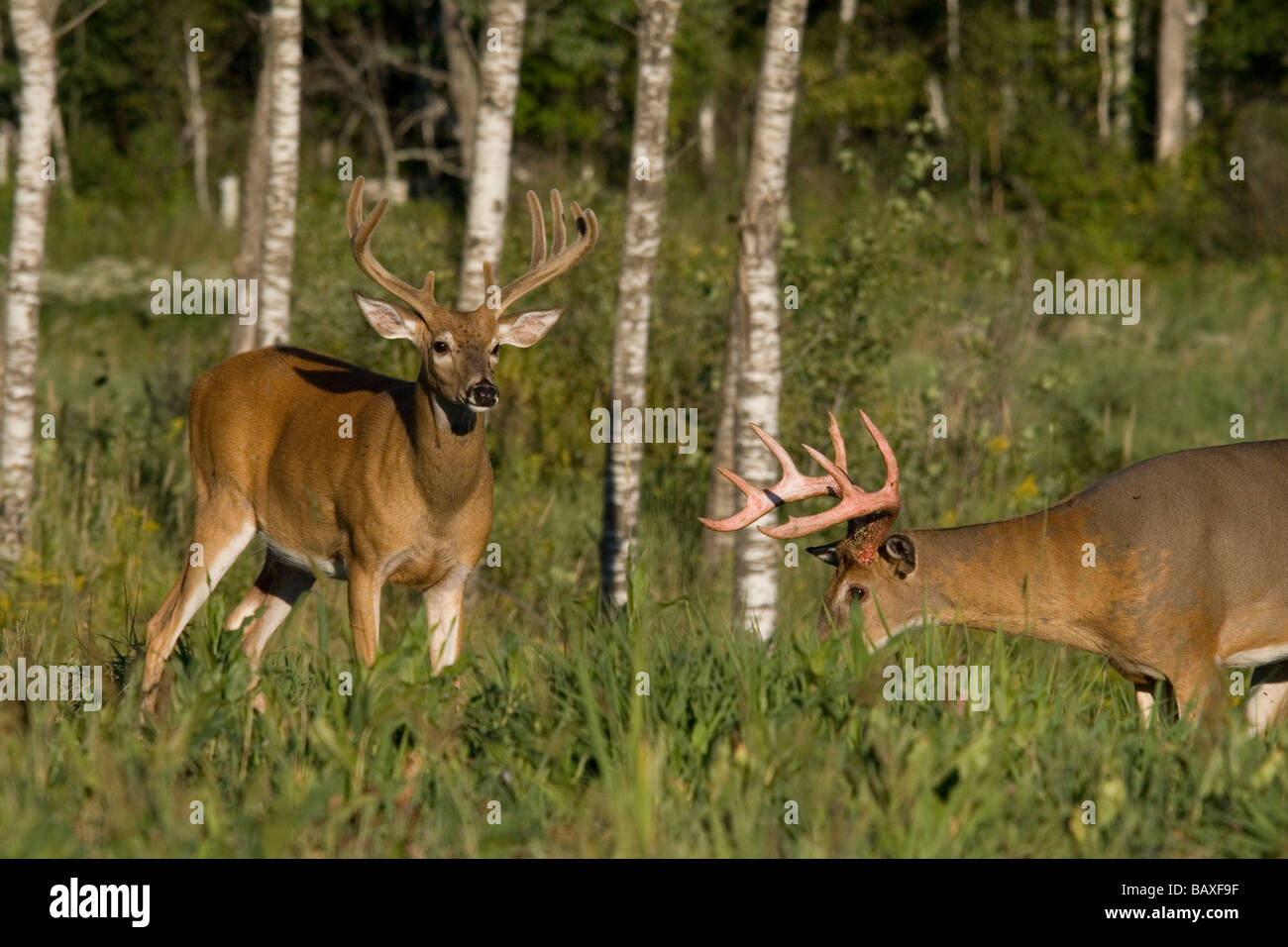 Whitetail deer buck shedding velvet hi-res stock photography and images ...
