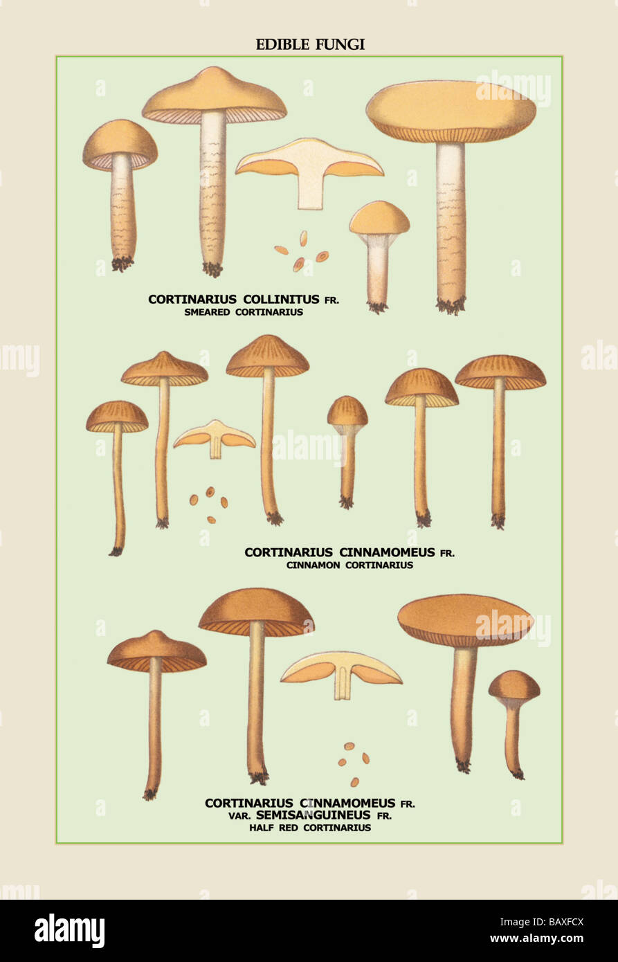 Edible Fungi: Half Red Cortinarius Stock Photo - Alamy