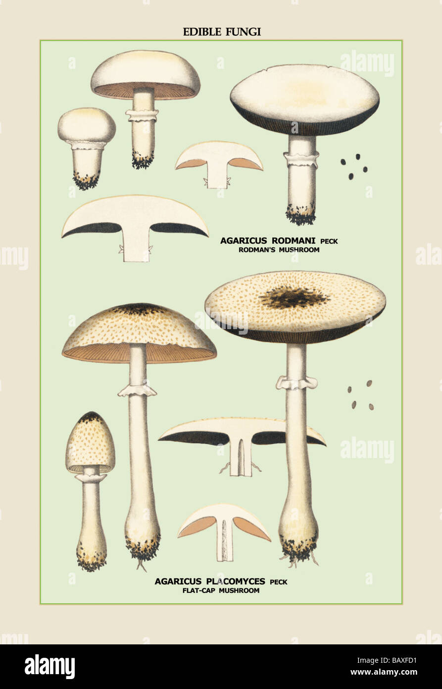 Flat cap fungi hi-res stock photography and images - Alamy