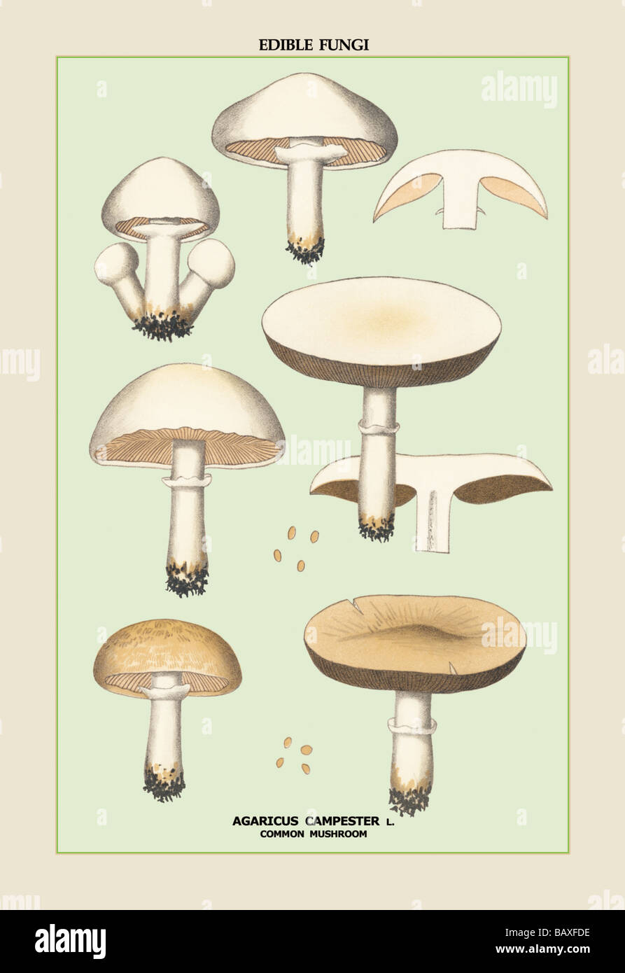 Edible Fungi: Common Mushroom Stock Photo - Alamy