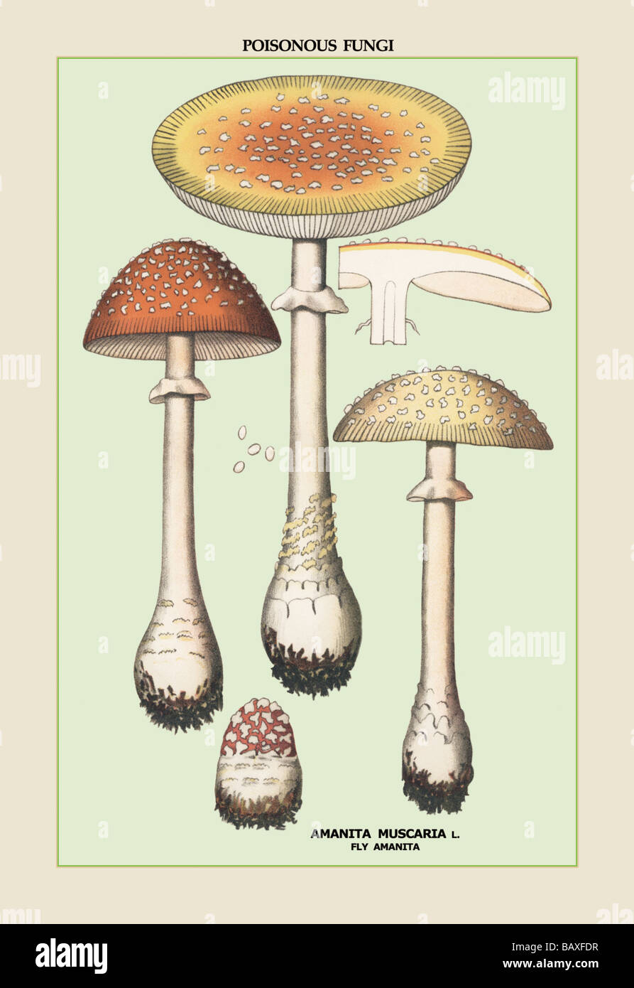 Poisonous Fungi: Fly Amanita Stock Photo - Alamy