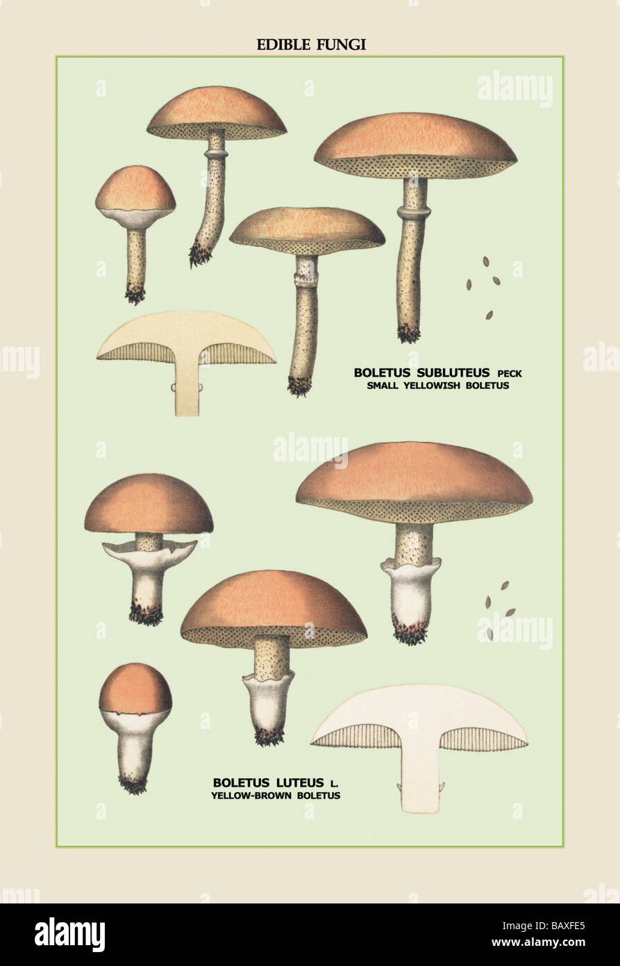 Edible Fungi: Boletus Luteus and Subluteus Stock Photo - Alamy