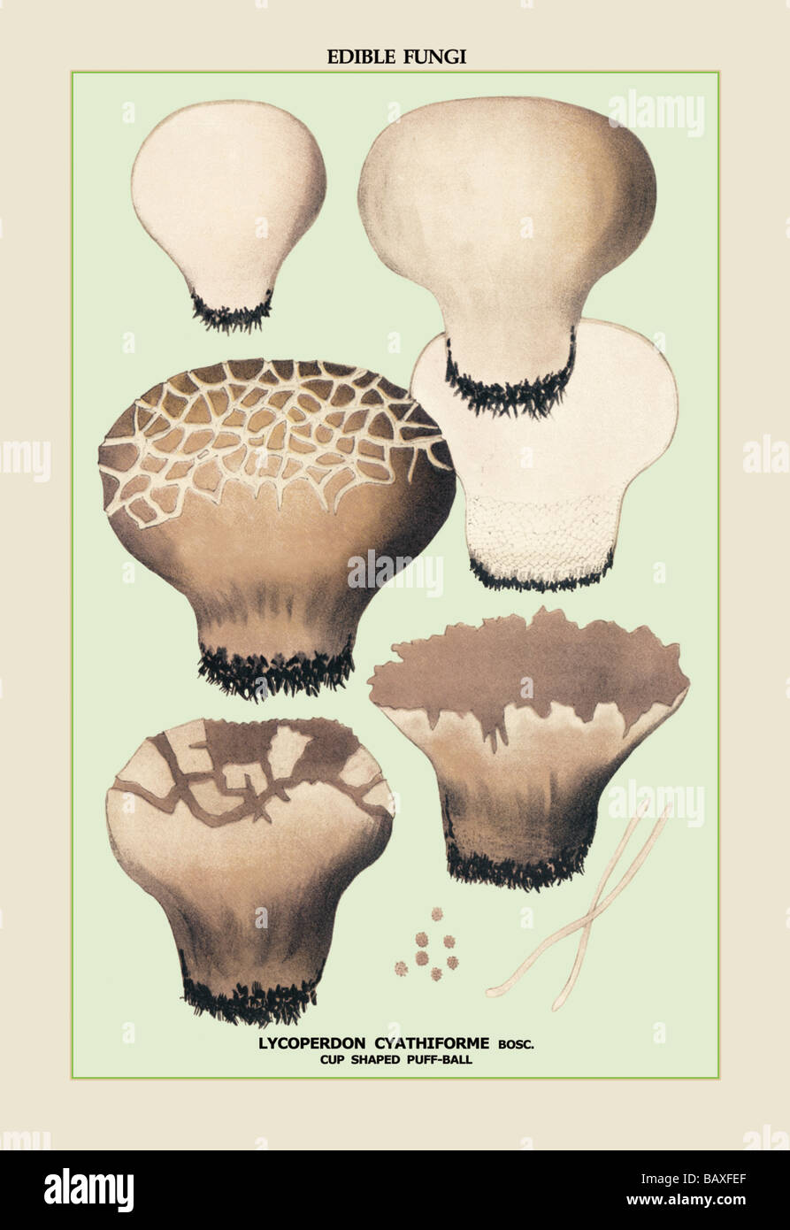 Edible Fungi: Cup Shaped Puff-Ball Stock Photo - Alamy