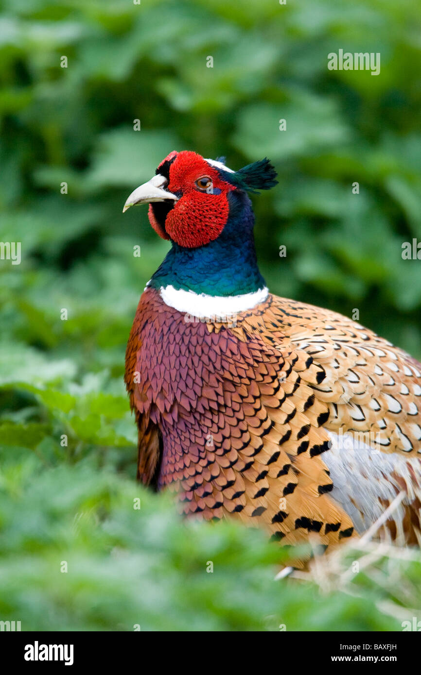 A Pheasant ( Phasianus colchicus ) - Norfolk , England Stock Photo - Alamy