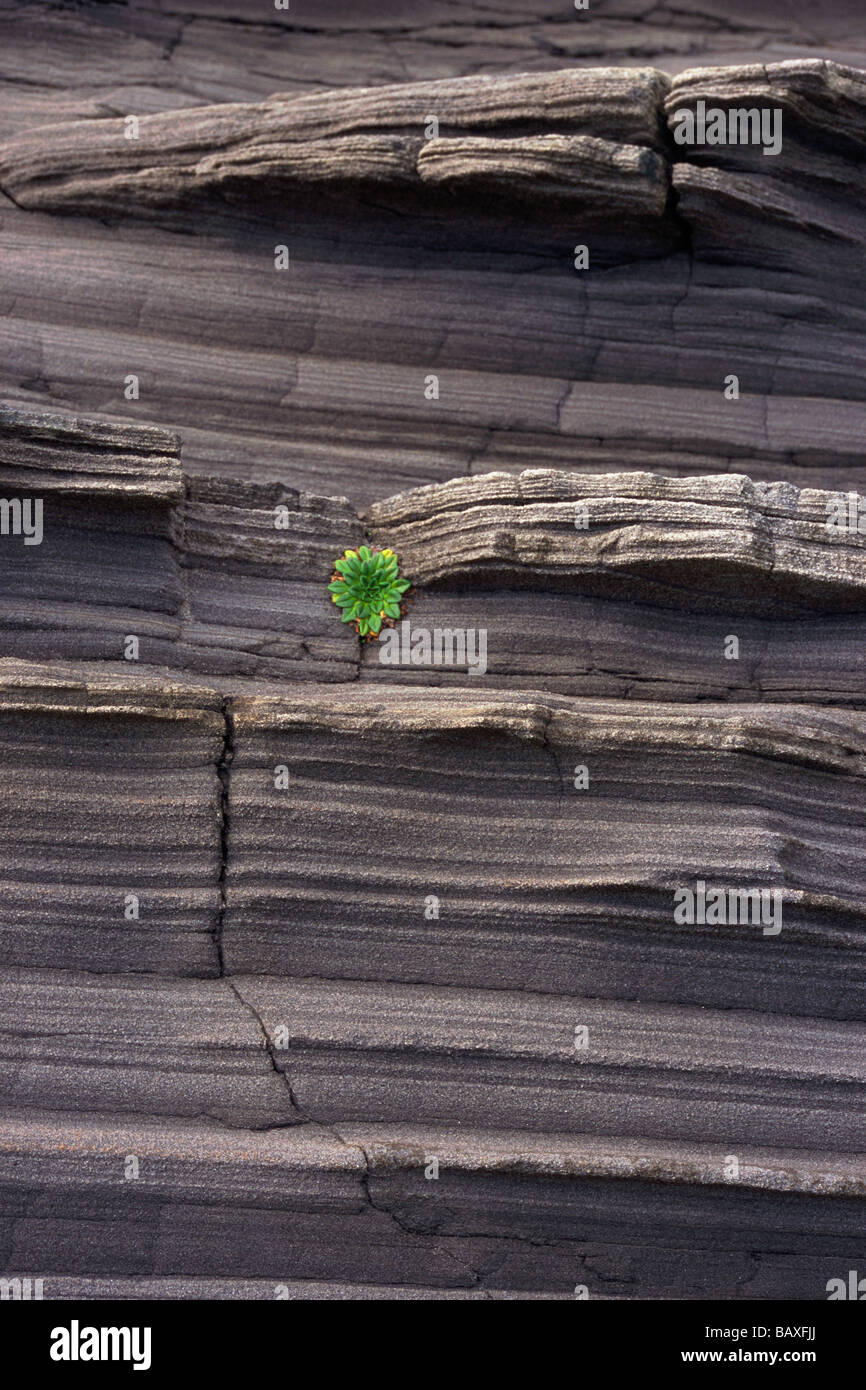 Cliff Face With Plants High Resolution Stock Photography and Images - Alamy