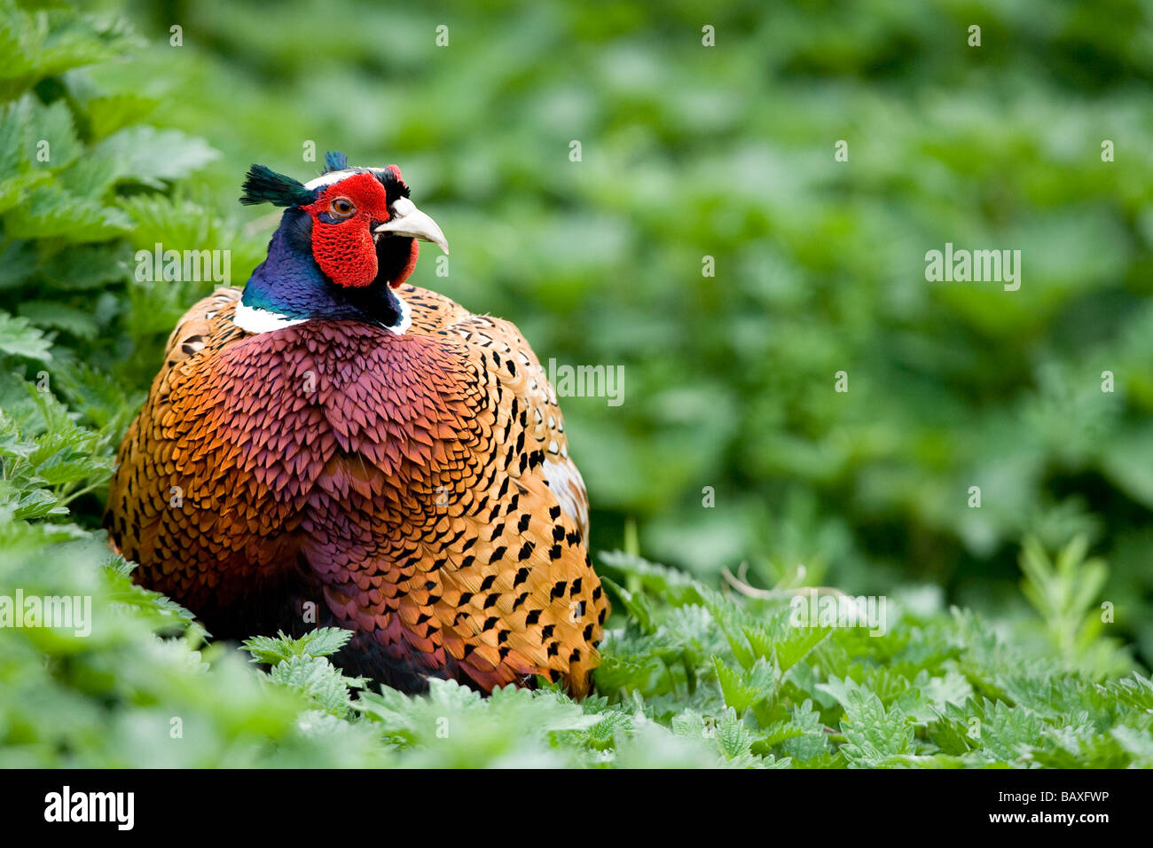 A Pheasant ( Phasianus colchicus ) - Norfolk , England Stock Photo - Alamy