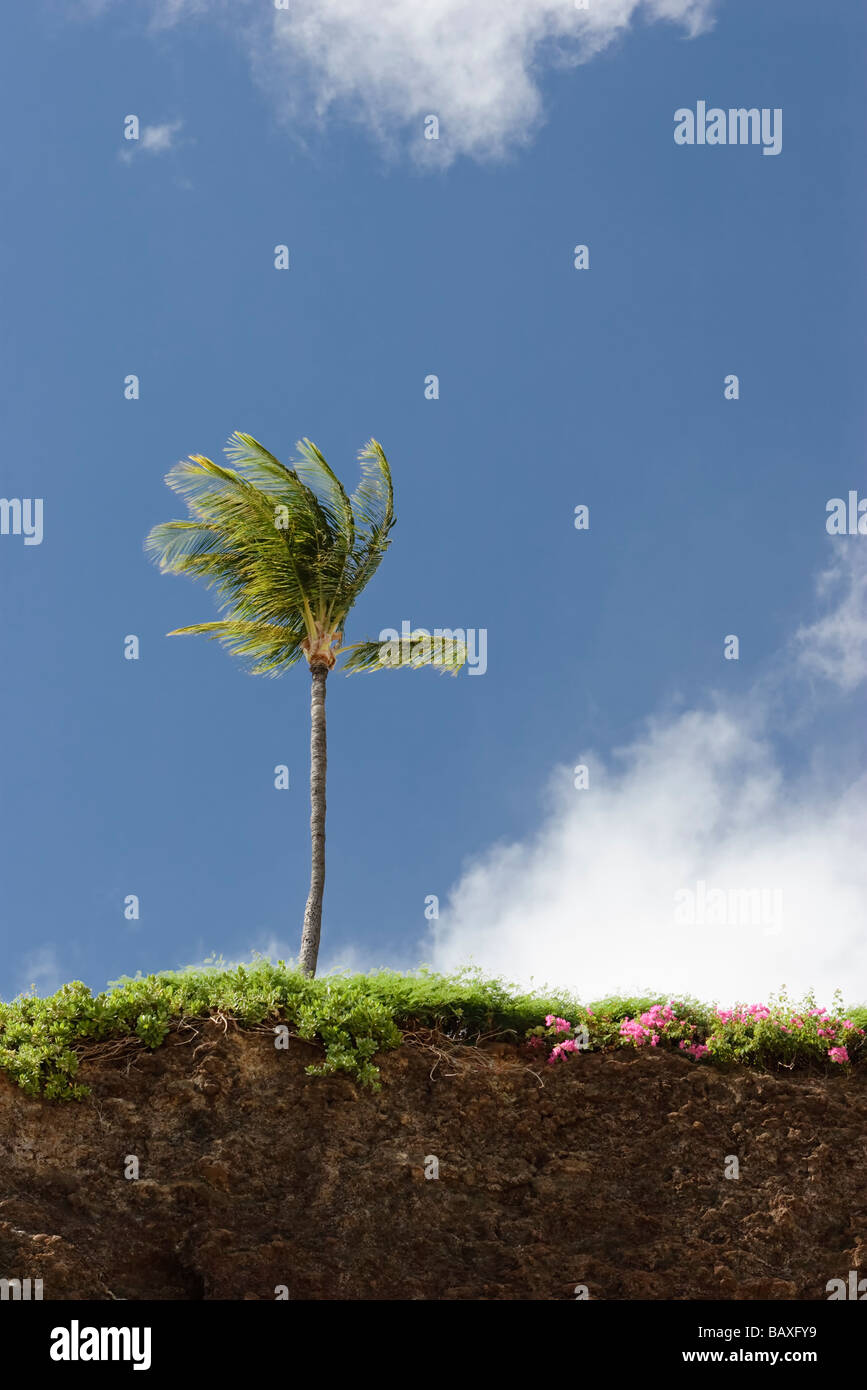A lone palm tree on the tropical island of Hawaii Stock Photo - Alamy