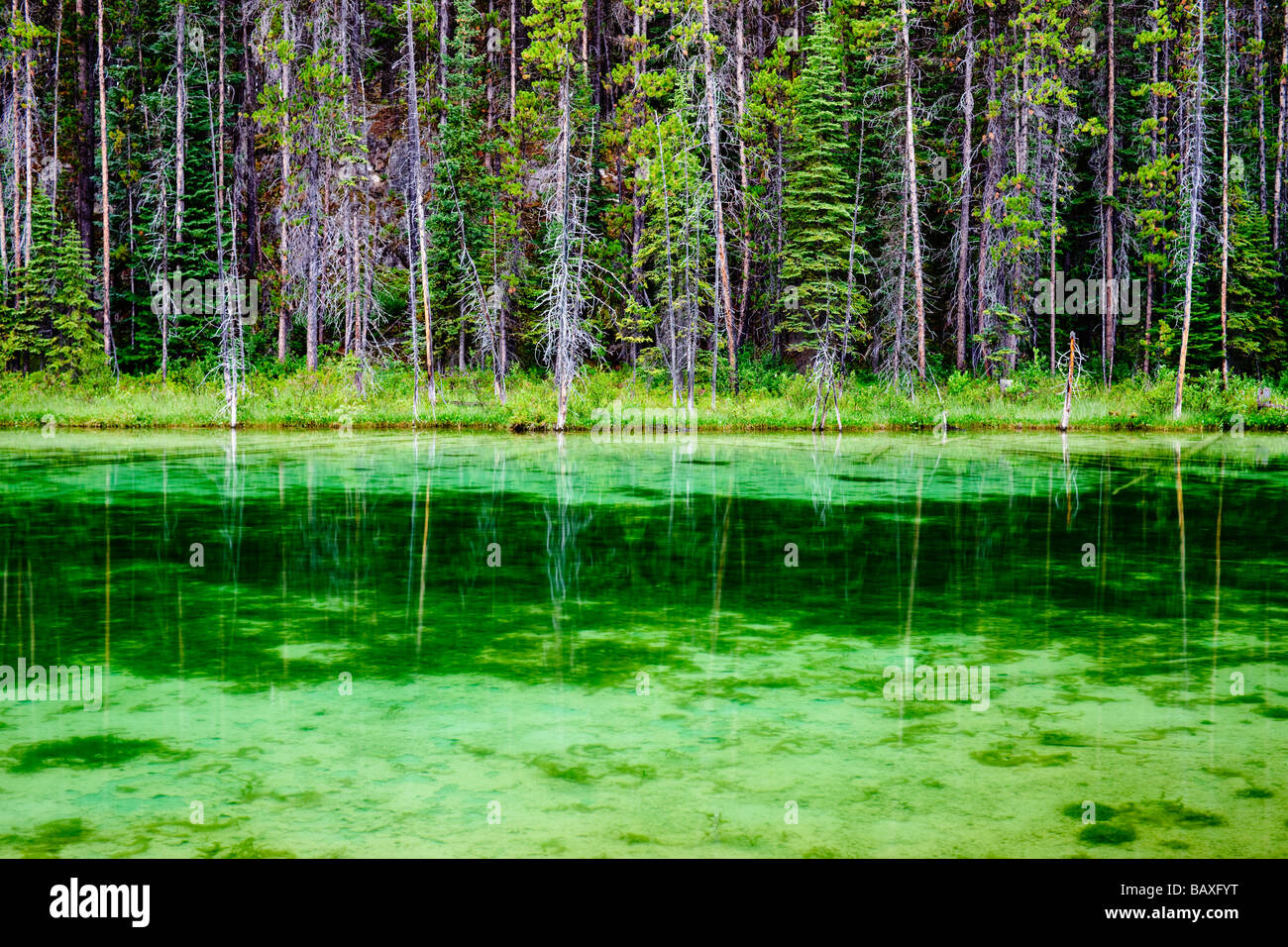 Trees Reflecting in a green Herbert Lake, Banff National Park, Alberta ...