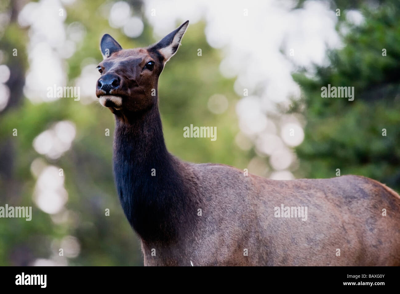 Horizontal majestic hi-res stock photography and images - Alamy
