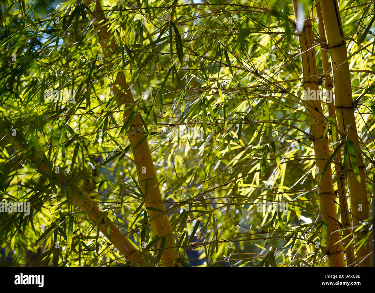 Bamboo hi-res stock photography and images - Alamy