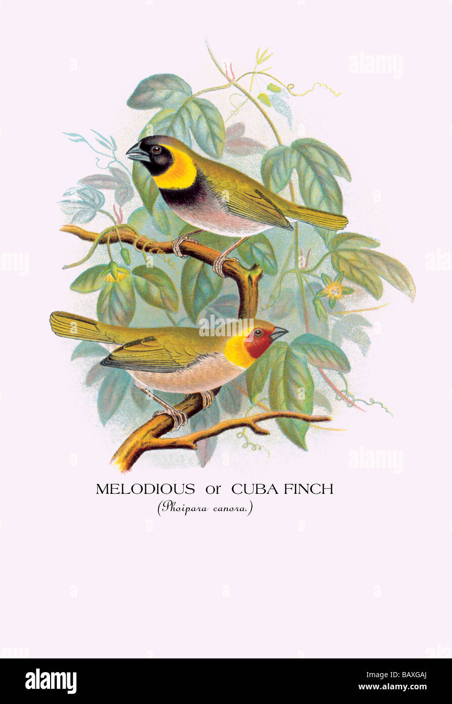 Cuba finch hi-res stock photography and images - Alamy