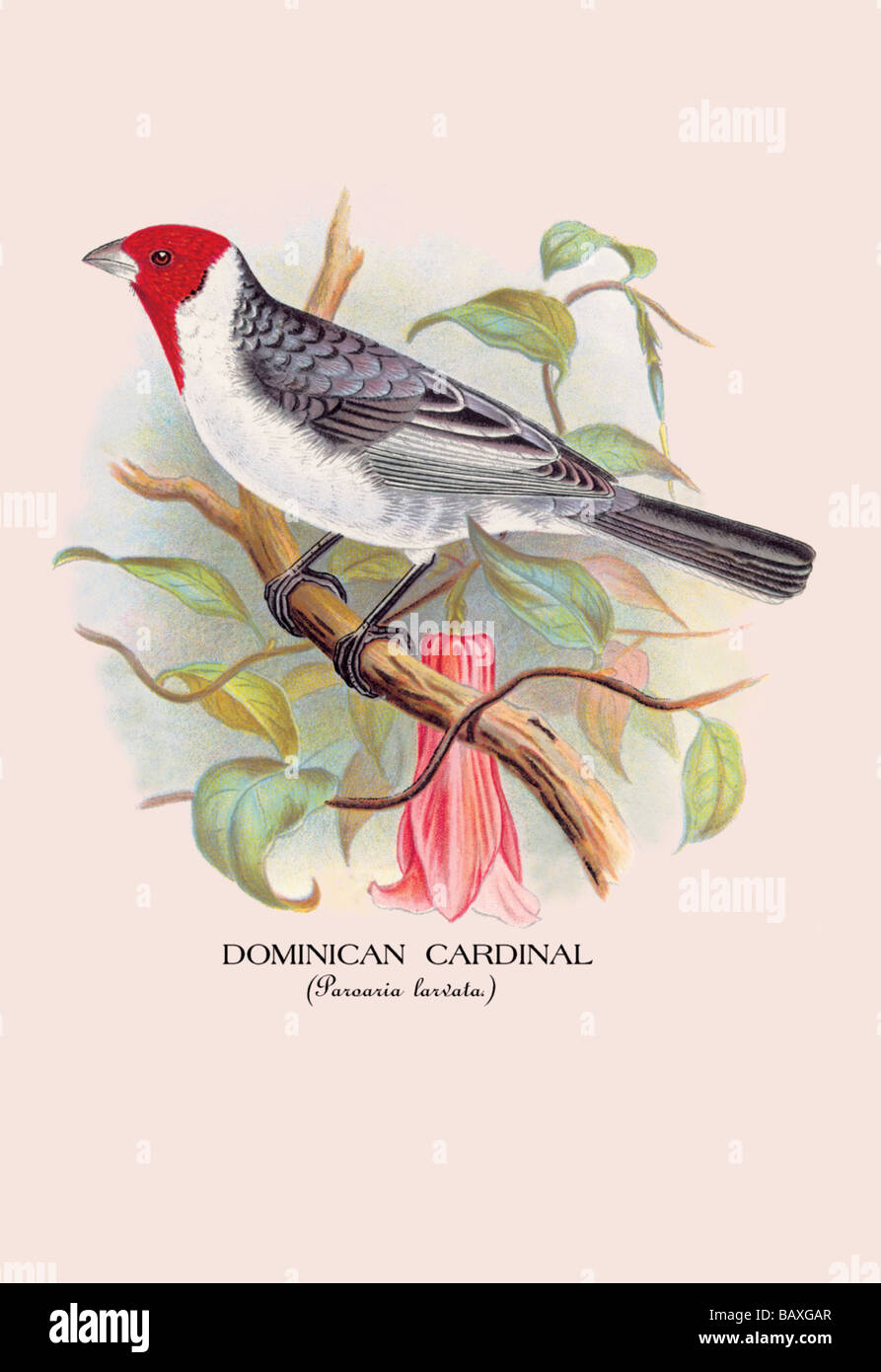 Dominican cardinal hi-res stock photography and images - Alamy