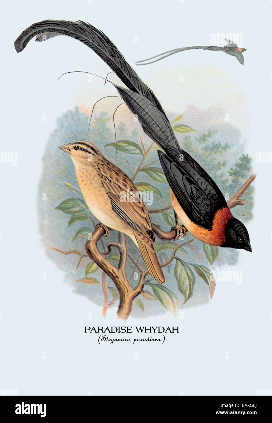 Paradise whydah birds hi-res stock photography and images - Alamy