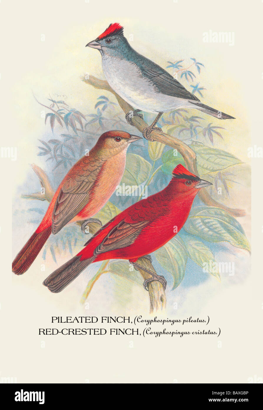 Pileated Finch; Red-Crested Finch Stock Photo - Alamy