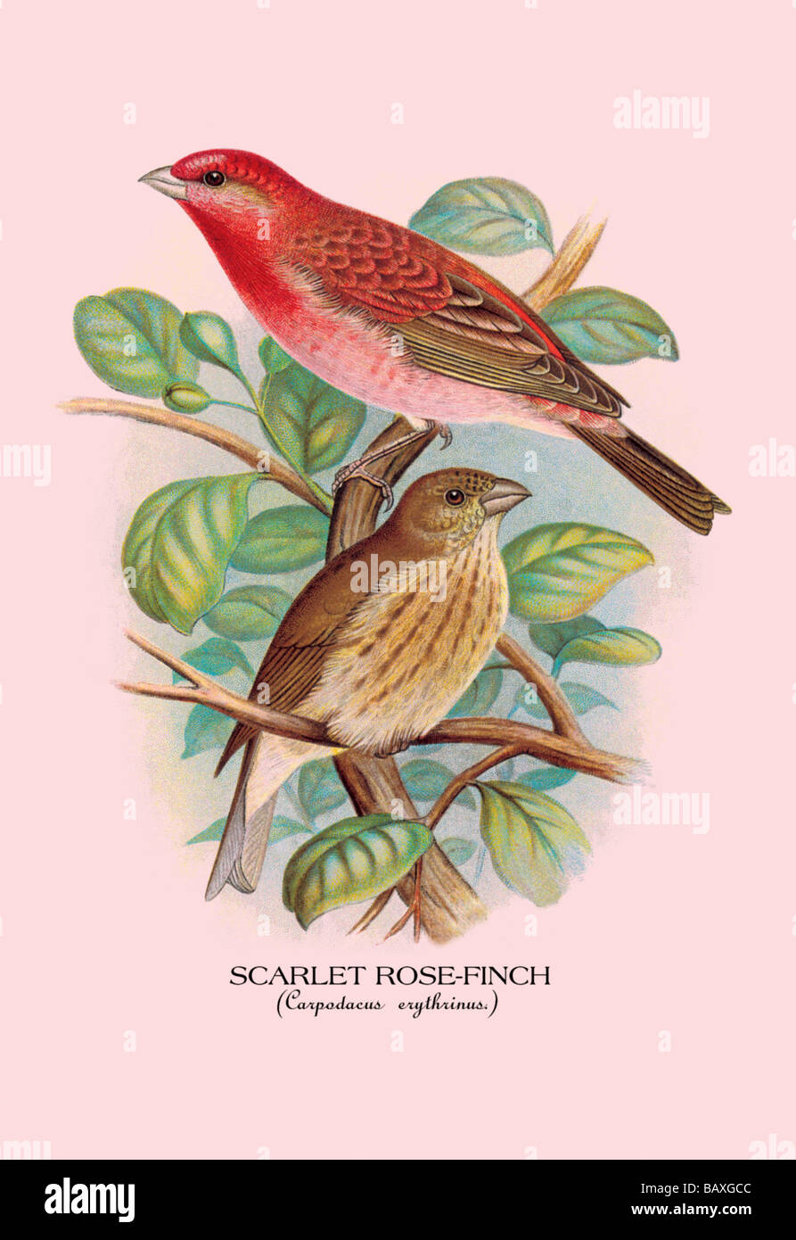 Rose finch hi-res stock photography and images - Alamy