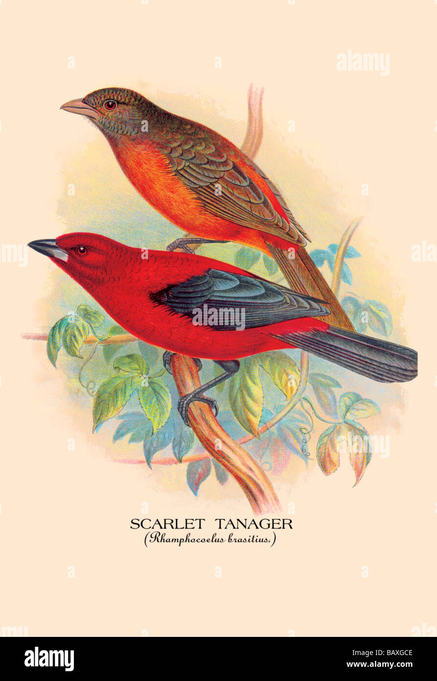 Scarlet tanager flight hi-res stock photography and images - Alamy