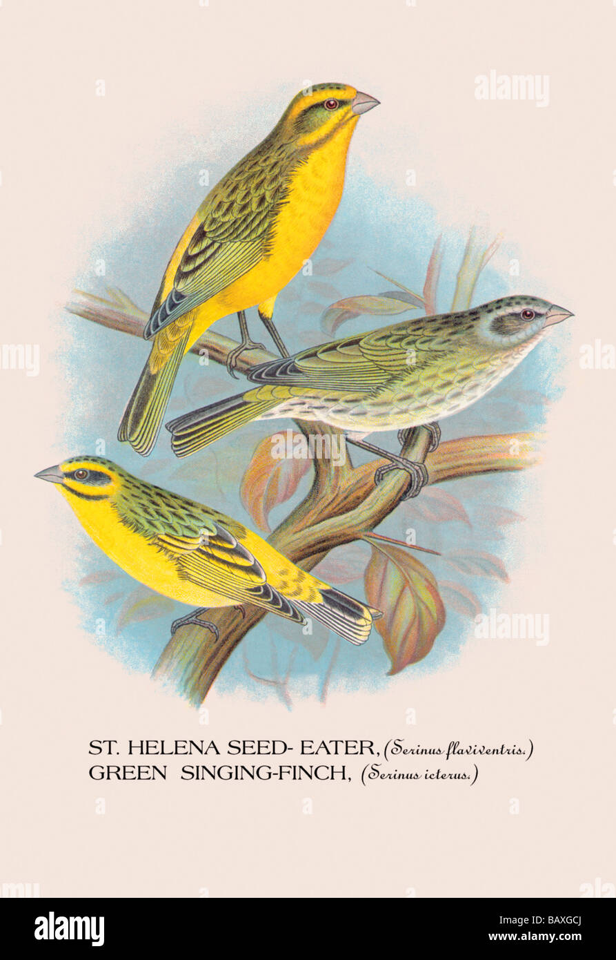 Finch singing seed hi-res stock photography and images - Alamy