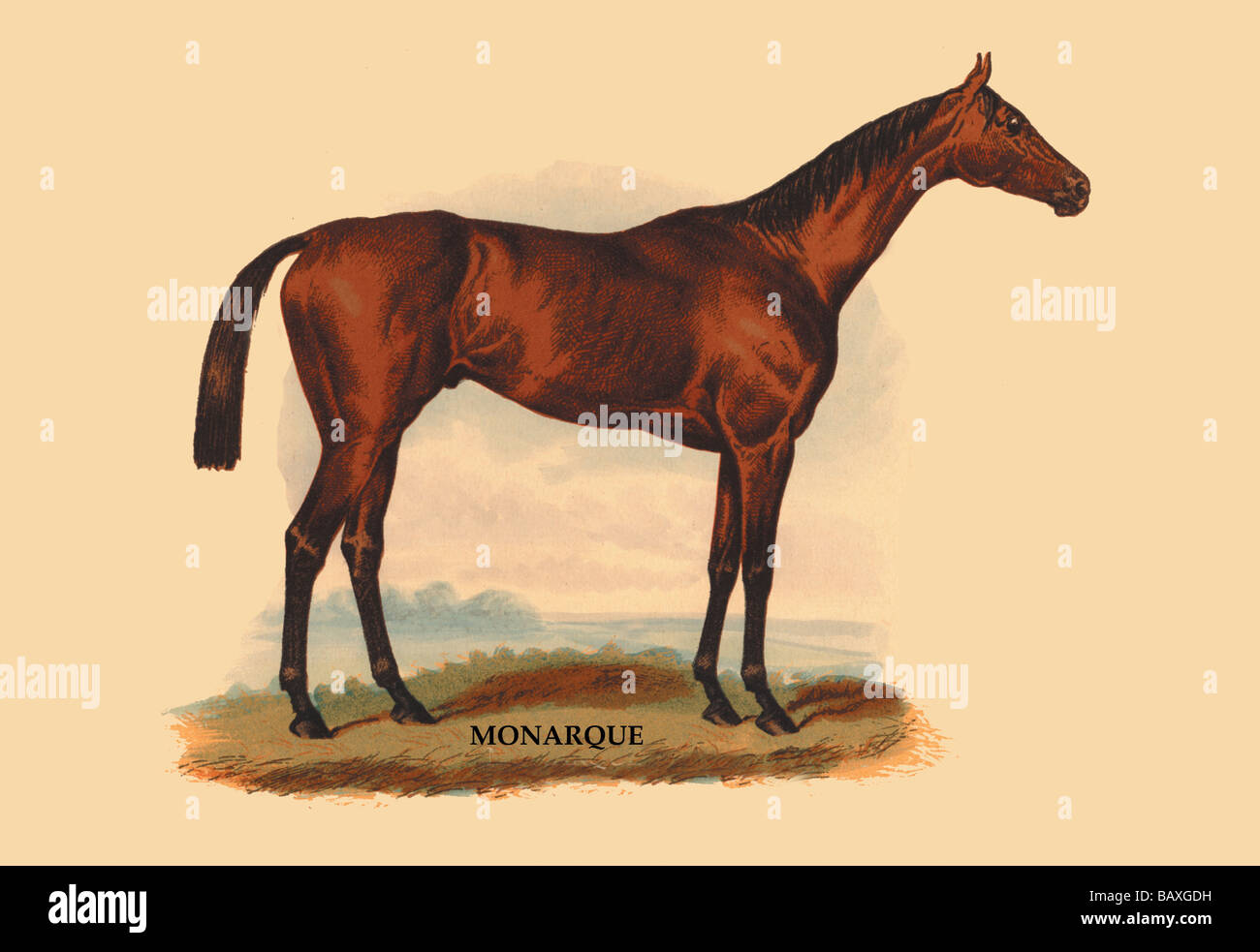 Monarque hi-res stock photography and images - Alamy