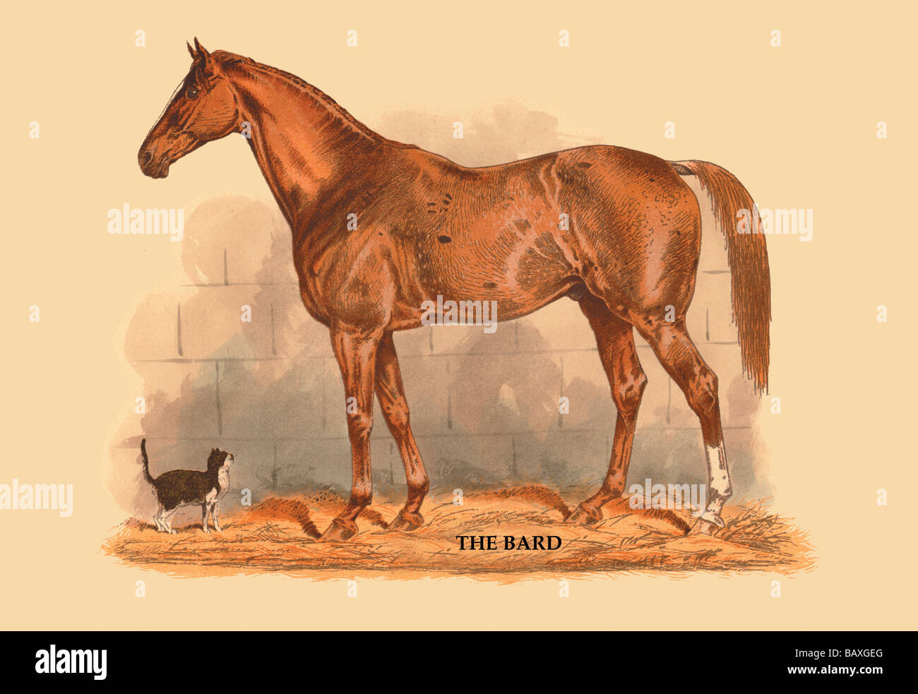 Horse bard hi-res stock photography and images - Alamy