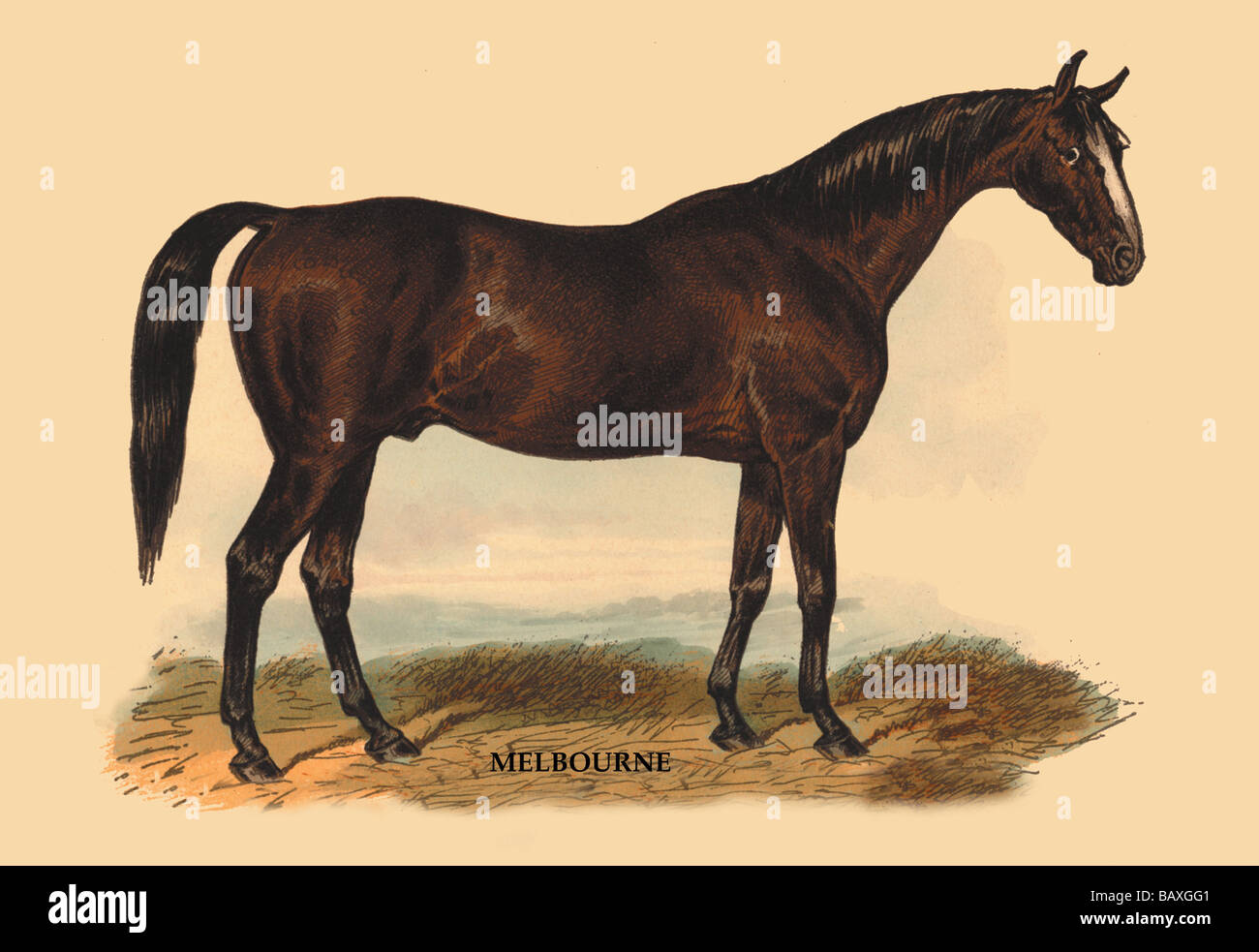 Melbourne horse race hi-res stock photography and images - Alamy