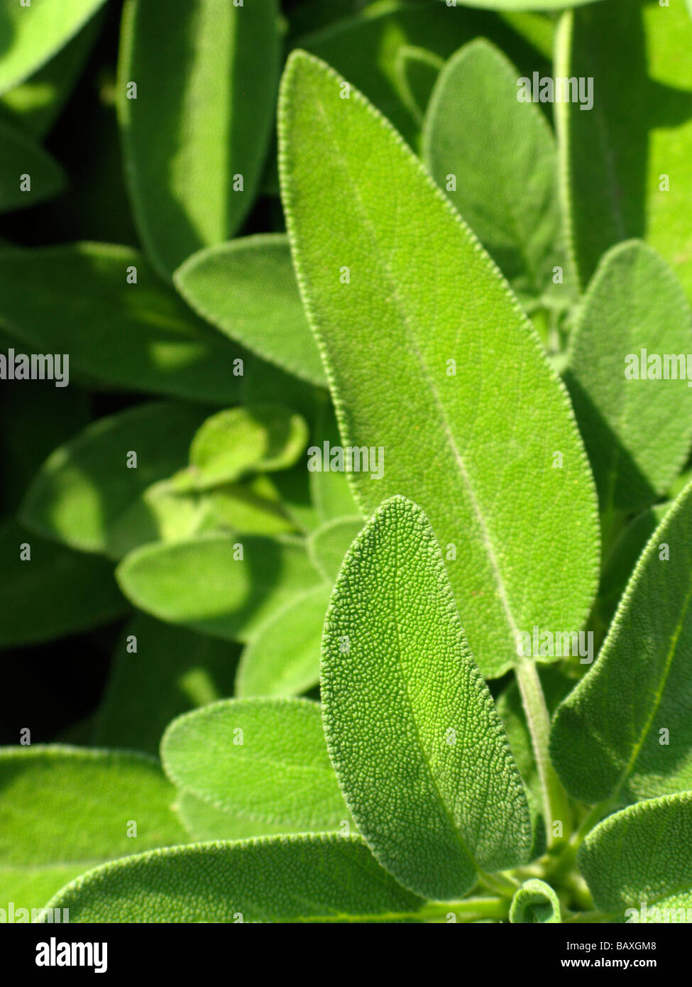 Herbs to kitchen salvia officinalis sage herb leaves hi-res stock ...