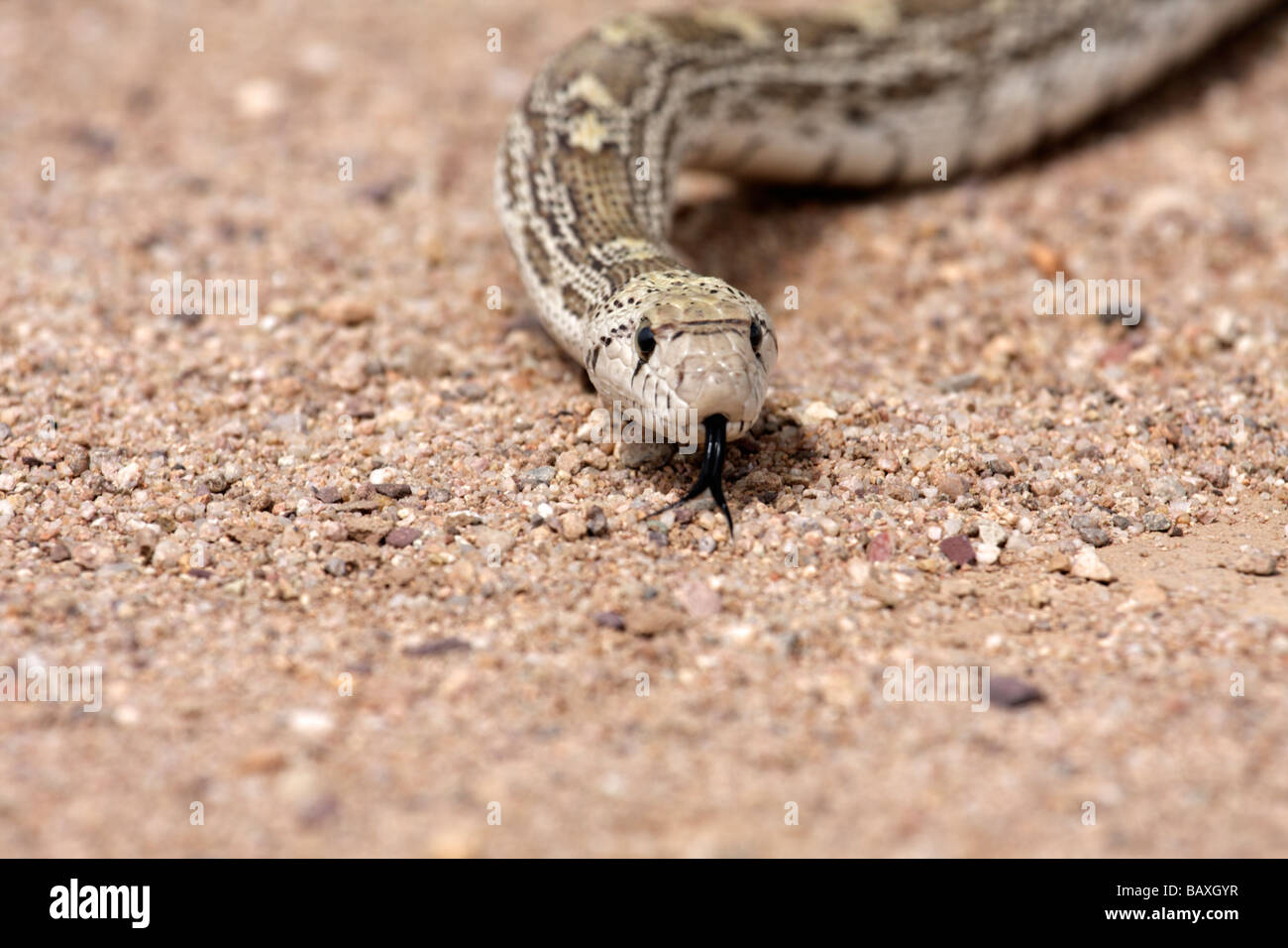 Bullsnake hi-res stock photography and images - Alamy