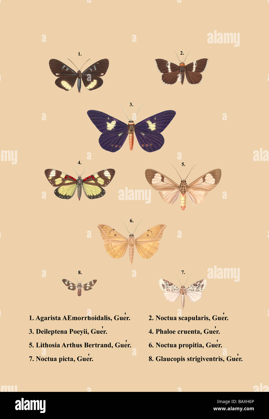 Agarista a Emorrhoidalis,Guer et al Stock Photo - Alamy