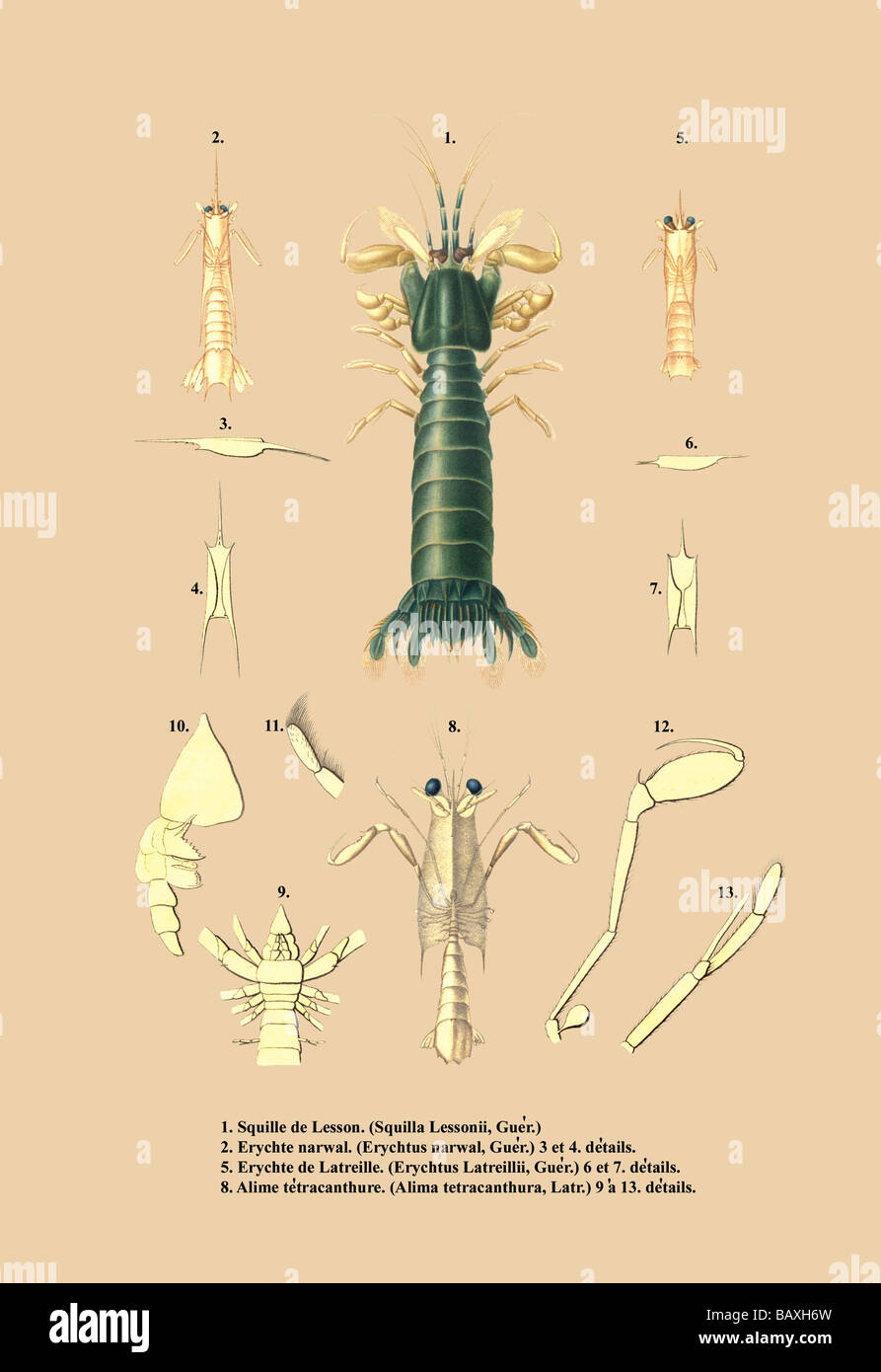 Squille de Lesson et al Stock Photo - Alamy