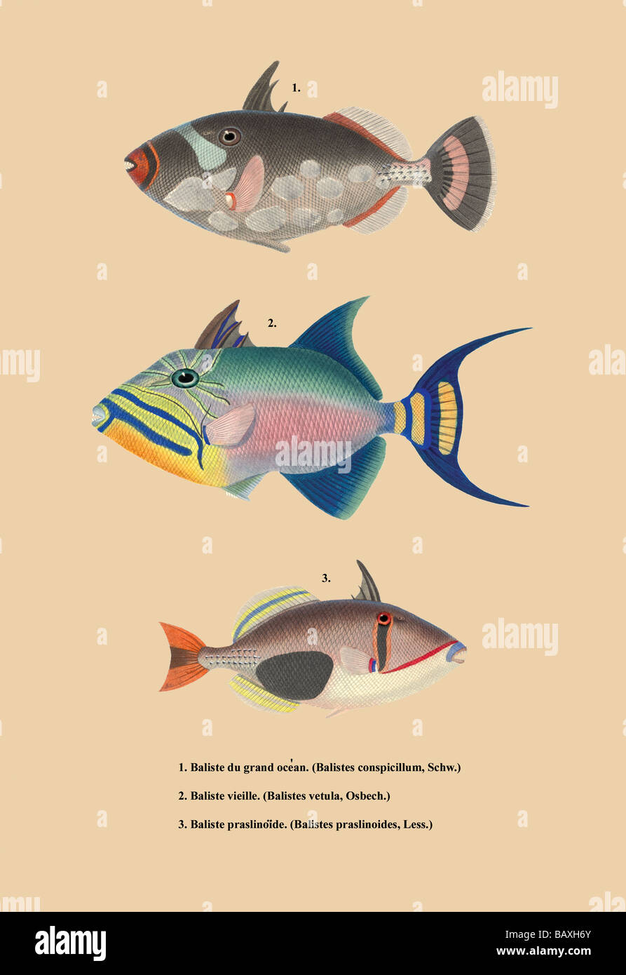 Baliste hi-res stock photography and images - Alamy