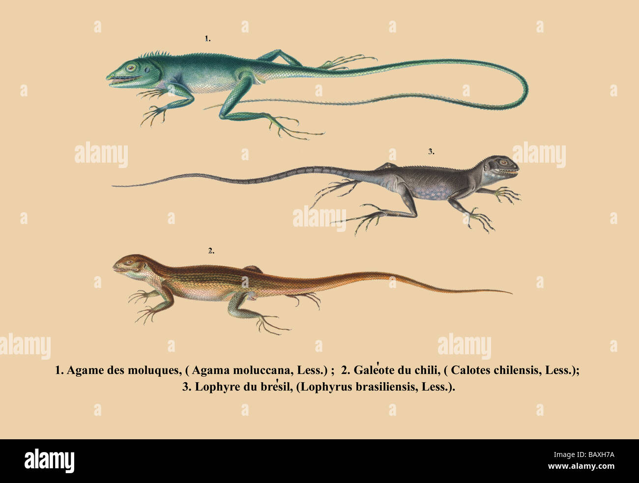 Agame des Moluques Stock Photo - Alamy