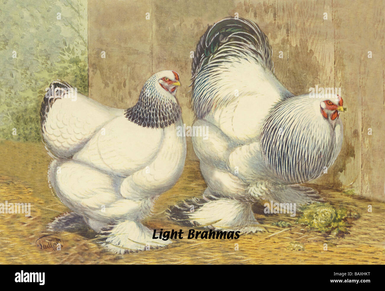 Brahmas hi-res stock photography and images - Alamy
