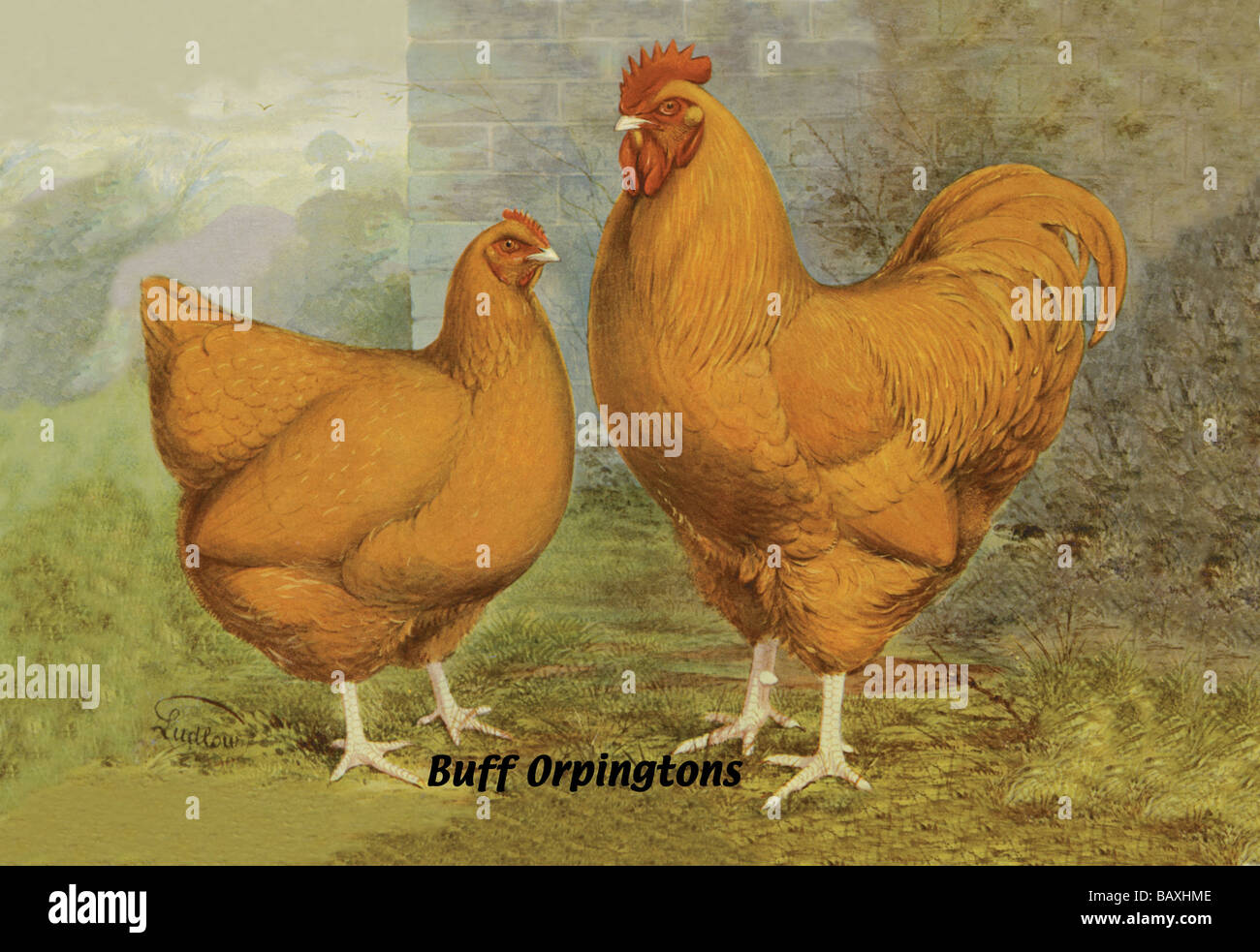 Orpingtons hi-res stock photography and images - Alamy